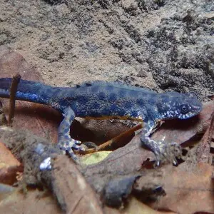 Italian crested newt - Facts, Diet, Habitat & Pictures on Animalia.bio