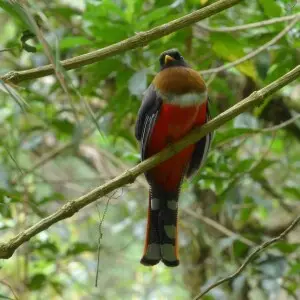 Masked trogon - Facts, Diet, Habitat & Pictures on Animalia.bio