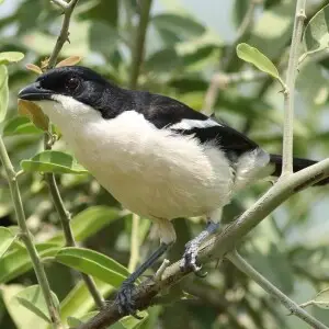 Tropical boubou - Facts, Diet, Habitat & Pictures on Animalia.bio