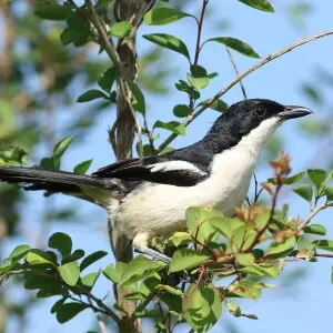 Tropical boubou - Facts, Diet, Habitat & Pictures on Animalia.bio