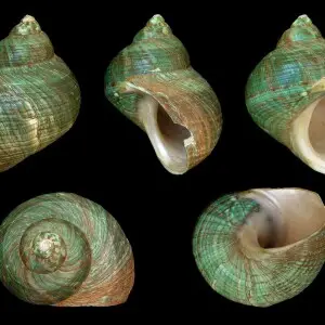 Turbo imperialis - Facts, Diet, Habitat & Pictures on Animalia.bio