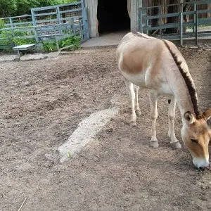 Turkmenian kulan - Facts, Diet, Habitat & Pictures on Animalia.bio