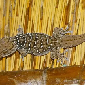 Turner's thick-toed gecko - Facts, Diet, Habitat & Pictures on Animalia.bio