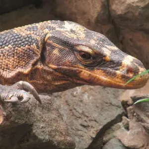 Yellow-headed water monitor - Facts, Diet, Habitat & Pictures on ...