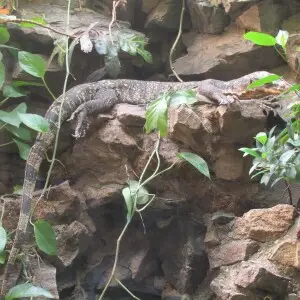 Yellow-headed water monitor - Facts, Diet, Habitat & Pictures on ...