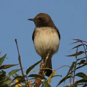 Variable wheatear - Facts, Diet, Habitat & Pictures on Animalia.bio
