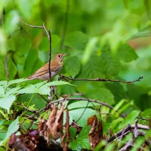 Veery - Facts, Diet, Habitat & Pictures on Animalia.bio