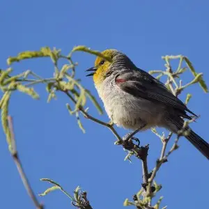 Verdin - Facts, Diet, Habitat & Pictures on Animalia.bio