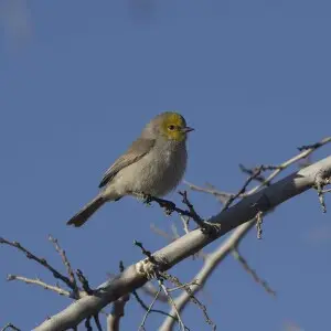 Verdin - Facts, Diet, Habitat & Pictures on Animalia.bio