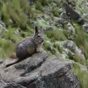 Northern viscacha - Facts, Diet, Habitat & Pictures on Animalia.bio