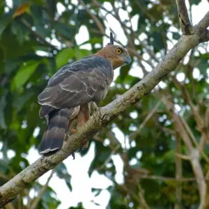 Wallace's hawk-eagle - Facts, Diet, Habitat & Pictures on Animalia.bio