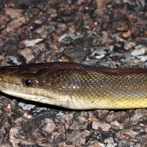 Liasis mackloti - Facts, Diet, Habitat & Pictures on Animalia.bio