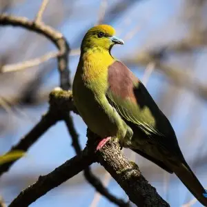 Treron sphenurus - факти, дієта, ареал і фотографії на Animalia.bio