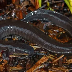 Lesser siren - Facts, Diet, Habitat & Pictures on Animalia.bio