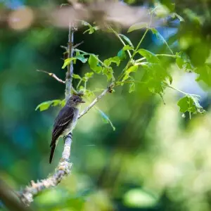 Western wood pewee - Facts, Diet, Habitat & Pictures on Animalia.bio