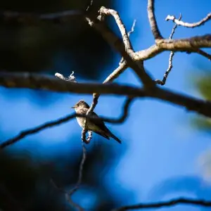 Western wood pewee - Facts, Diet, Habitat & Pictures on Animalia.bio