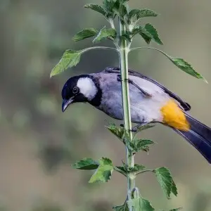 White-eared bulbul - Facts, Diet, Habitat & Pictures on Animalia.bio