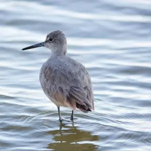 Willet - Facts, Diet, Habitat & Pictures on Animalia.bio