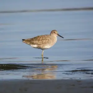 Willet - Facts, Diet, Habitat & Pictures on Animalia.bio