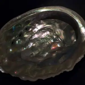 Haliotis rufescens - Facts, Diet, Habitat & Pictures on Animalia.bio