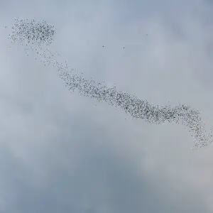 Wrinkle-lipped free-tailed bat - Facts, Diet, Habitat & Pictures on ...