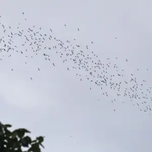 Wrinkle-lipped free-tailed bat - Facts, Diet, Habitat & Pictures on ...