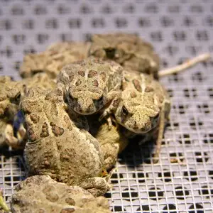 Wyoming toad - Facts, Diet, Habitat & Pictures on Animalia.bio