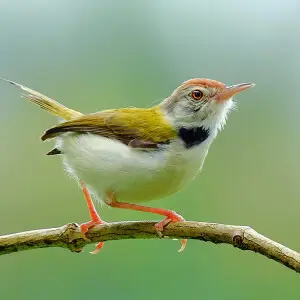 Common tailorbird - Facts, Diet, Habitat & Pictures on Animalia.bio