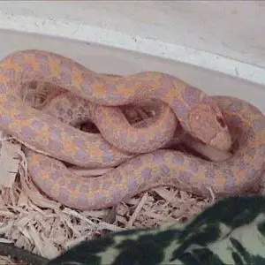 Checkered Garter Snake - Facts, Diet, Habitat & Pictures on Animalia.bio