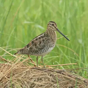 Wilson's snipe - Facts, Diet, Habitat & Pictures on Animalia.bio