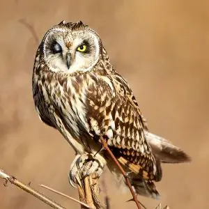 Short-Eared Owl - Facts, Diet, Habitat & Pictures on Animalia.bio
