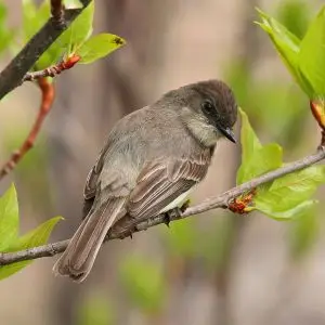 Eastern Phoebe - Facts, Diet, Habitat & Pictures on Animalia.bio