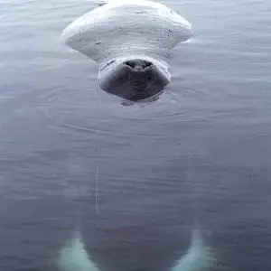 Bowhead Whale - Facts, Diet, Habitat & Pictures on Animalia.bio