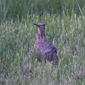 Great Snipe - Facts, Diet, Habitat & Pictures on Animalia.bio