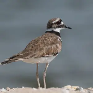 Killdeer - Facts, Diet, Habitat & Pictures on Animalia.bio