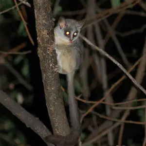 Mohol bushbaby - Facts, Diet, Habitat & Pictures on Animalia.bio