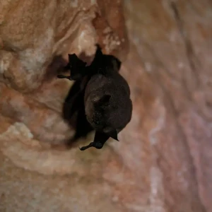 Gray bat - Facts, Diet, Habitat & Pictures on Animalia.bio