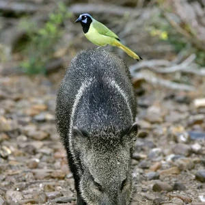 Giant peccary - Facts, Diet, Habitat & Pictures on Animalia.bio