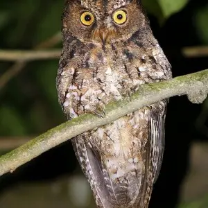 Otus manadensis - факти, дієта, ареал і фотографії на Animalia.bio