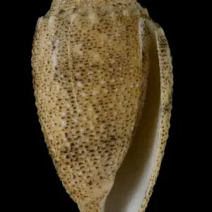 Conus arenatus - Facts, Diet, Habitat & Pictures on Animalia.bio