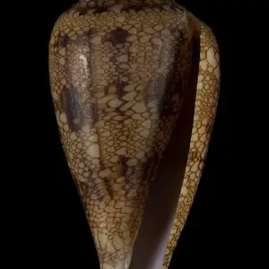 Conus canonicus - Facts, Diet, Habitat & Pictures on Animalia.bio