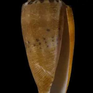 Conus circumcisus - Facts, Diet, Habitat & Pictures on Animalia.bio
