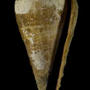 Conus distans - факти, дієта, ареал і фотографії на Animalia.bio