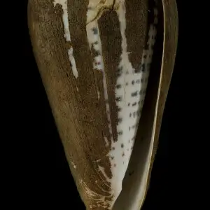 Conus leopardus - Facts, Diet, Habitat & Pictures on Animalia.bio
