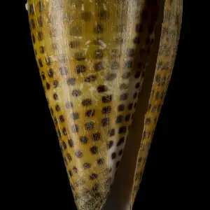 Conus litteratus - Facts, Diet, Habitat & Pictures on Animalia.bio