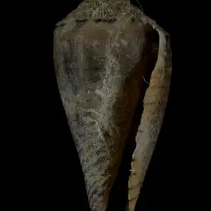 Conus magus - Facts, Diet, Habitat & Pictures on Animalia.bio