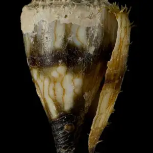 Conus miles - Facts, Diet, Habitat & Pictures on Animalia.bio