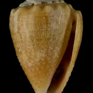 Conus miliaris - Facts, Diet, Habitat & Pictures on Animalia.bio