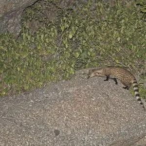 Small Indian Civet - Facts, Diet, Habitat & Pictures on Animalia.bio