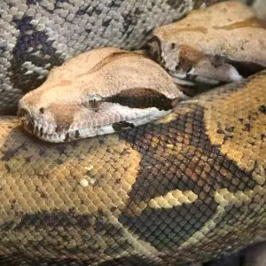 Boa Constrictor - Facts, Diet, Habitat & Pictures on Animalia.bio